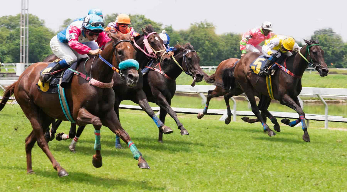 The Cheltenham Festival: A Celebration of Jump Racing - Wild Knight ...